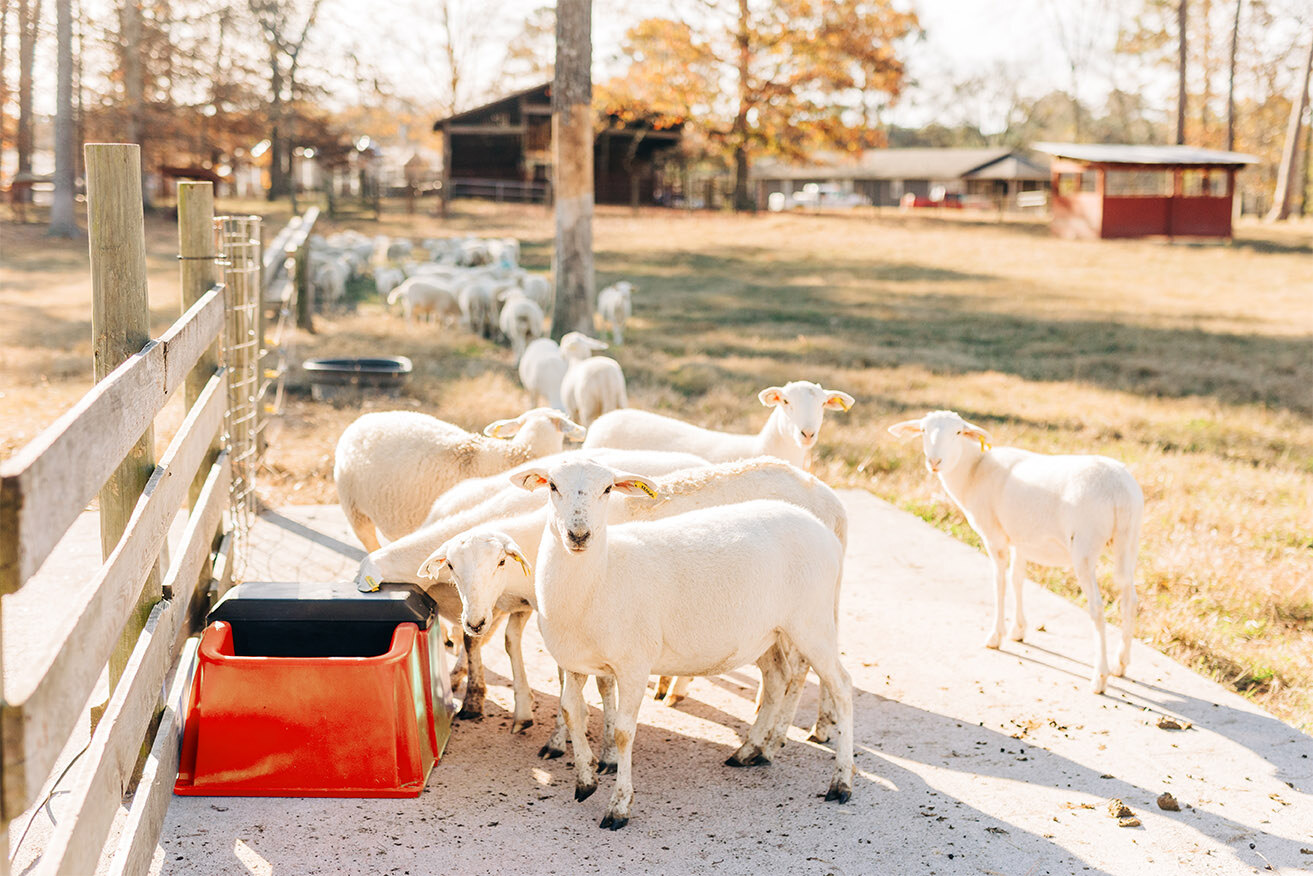 How Does An Automatic Livestock Waterer Work