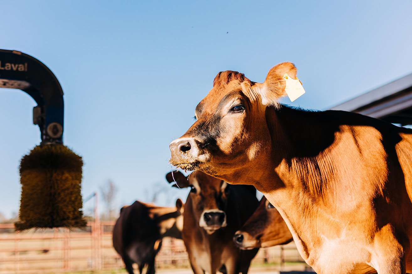 Livestock Farming 101: The Basics of Caring for Your Livestock