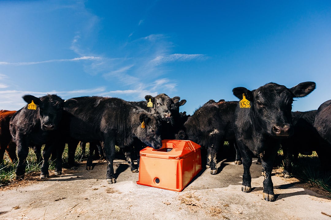 Livestock Water Tanks for Any Herd Size | Tusker