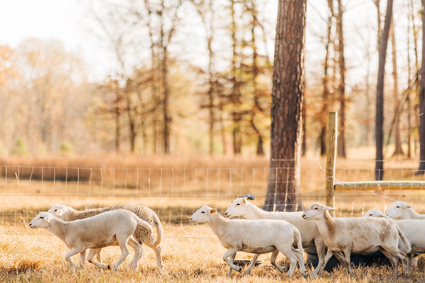 Finding The Right Livestock Waterer For Any Season