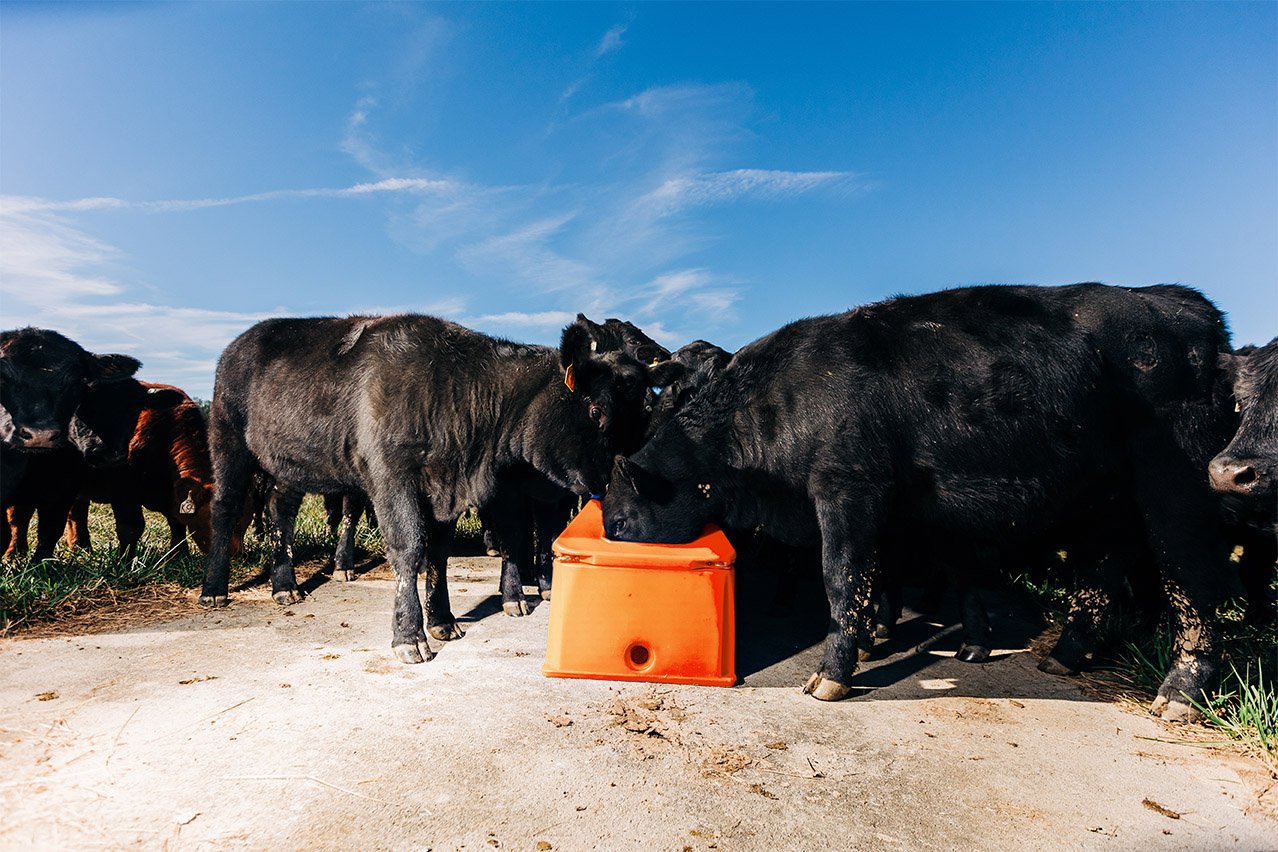 Livestock Water Tanks for Any Herd Size | Tusker